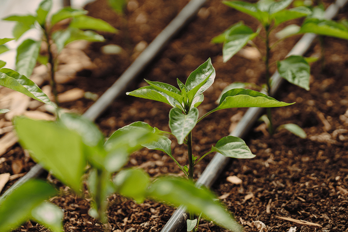 Green Earth | How to combat desertification